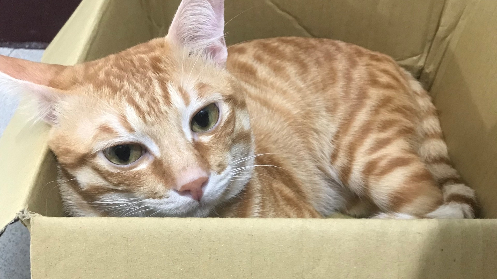 Furuke | Sunny高雄甜腹真